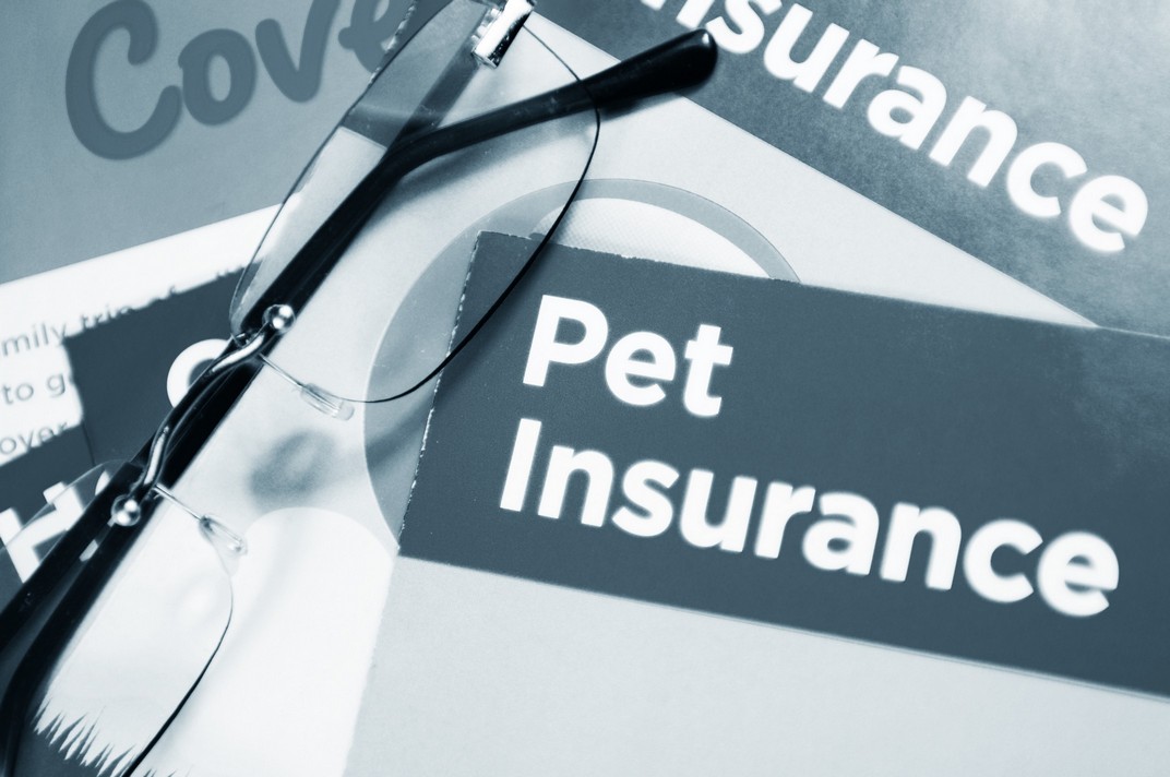 Pet Insurance in Apollo Beach, FL - Apollo Beach Animal Hospital